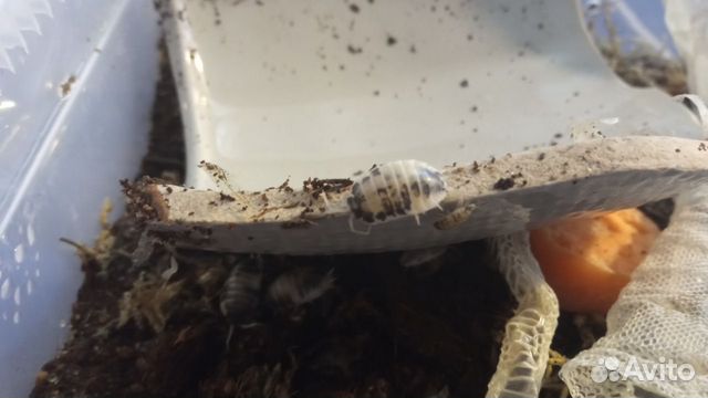 Мокрицы Dairy Cow (Porcellio laevis)