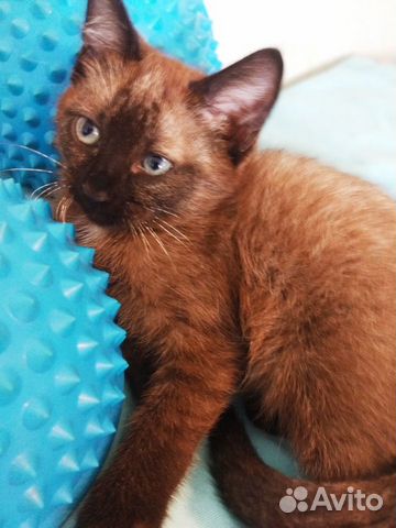 Котенок Мишка