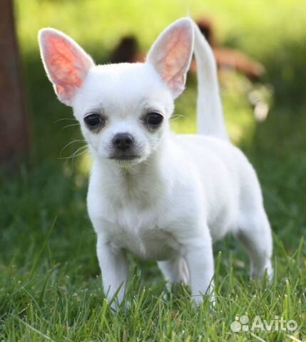 Мальчик и девочка чихуахуа