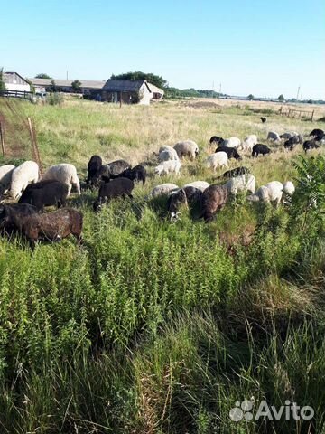 Ягнята, овцы