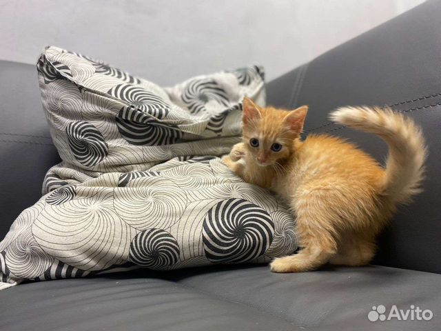 Котёнок Миша