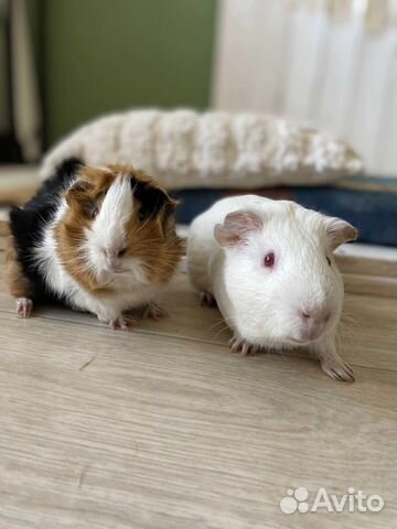 Морские свинки с вольером