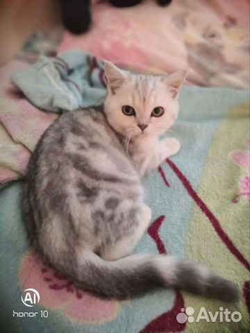Шотландская