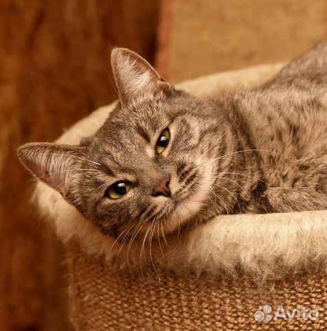 Милая кошечка Буся ищет дом