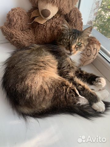 Кот майкун помесь