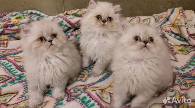 Персидские пушистики