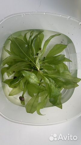 Эхинодорус Блехера (Echinodorus bleheri)