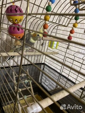 Попугай карелла