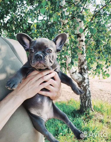 Голубая французская булочка