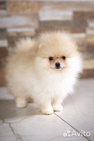 Кремовый красавчик, мальчик померанчик