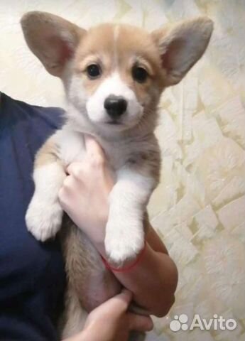 Щенки вельш-корги пемброк