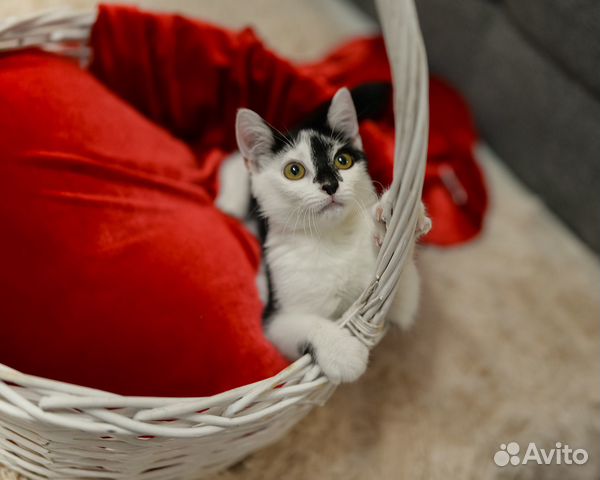 Котенок мальчик бесплатно