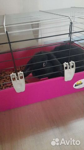 Домашние животные кролики