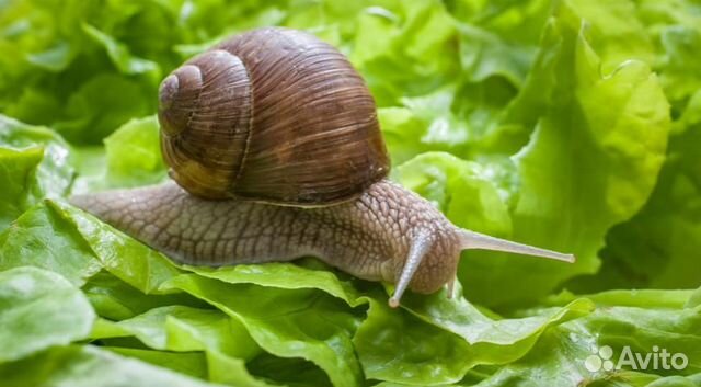 Улитки виноградные