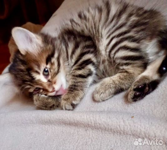 Курильский бобтейл