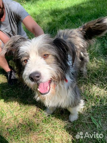 Велесс ждёт маму в приюте