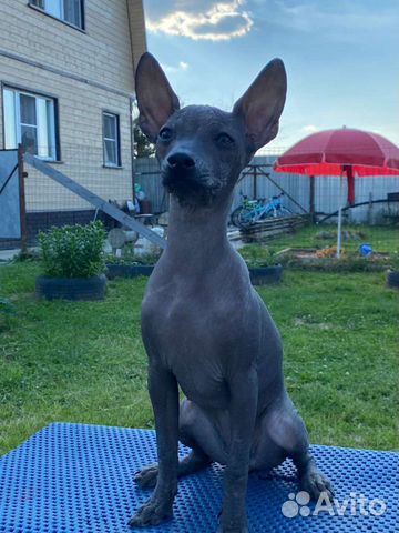 Мексиканская голая