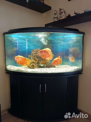 Аквариум