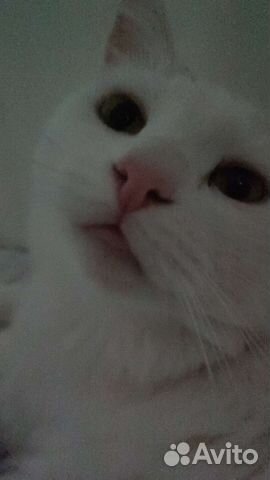 Волшебная турецкая ангора Марфа