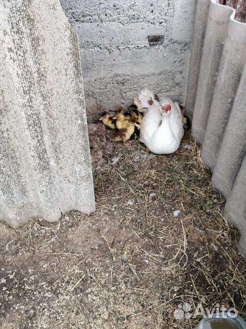 Индоутка с утятами