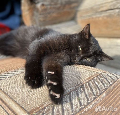 Черный котенок бесплатно
