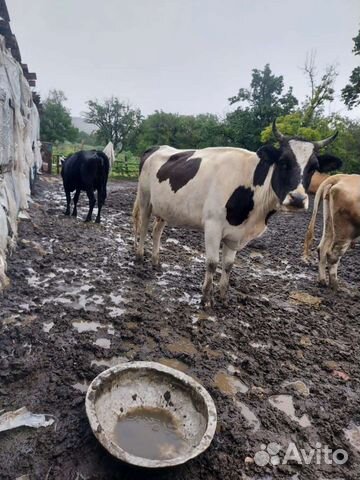 Корова дойная