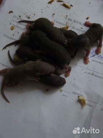 Продам декоративных крыс