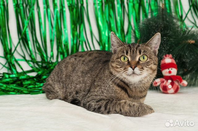 Усатово-полосатая красотка ищет дом