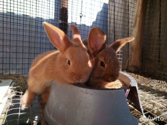 Крольча помесные нзк