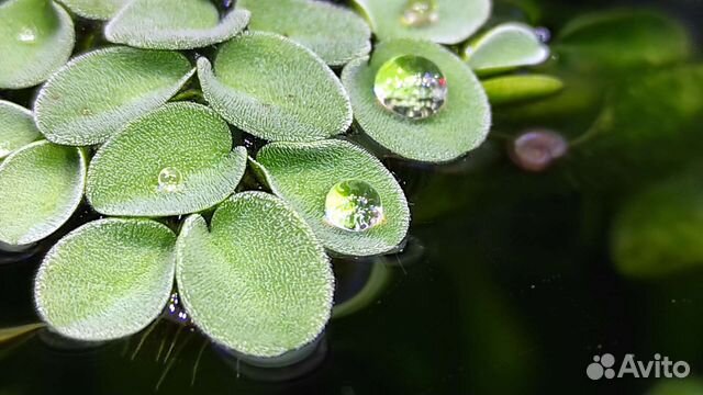 Сальвиния ушастая