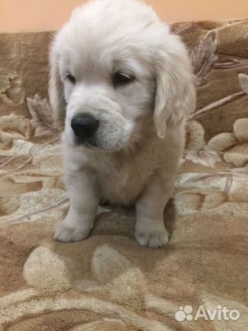 Просто Умка