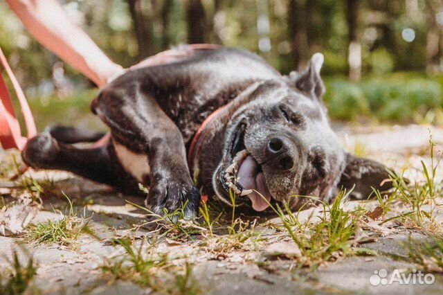 Черри ищет дом и надёжную семью