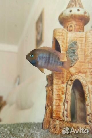 Цихлазома Седжика