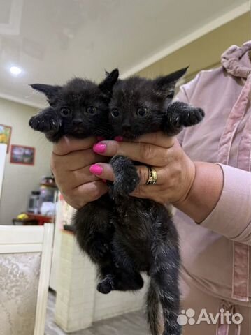 Черные котята мальчики в добрые руки