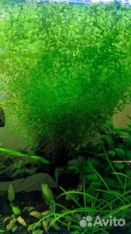 Аквариумные растения, хемиантус, анубиас