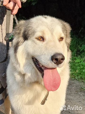 Тим ищет семью