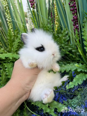 Кролик львиноголовый