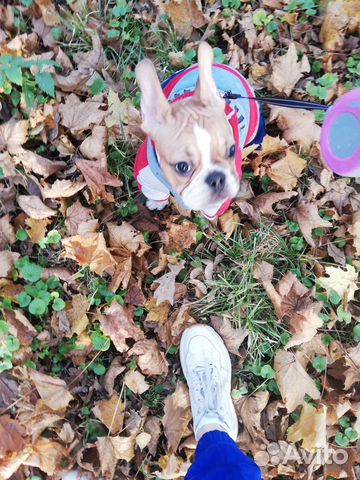 Французский бульдог щенки