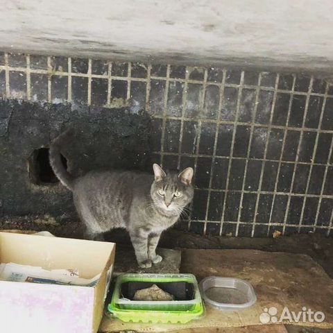 Котик в беде