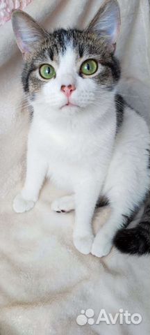 Котик Барсик ищет дом