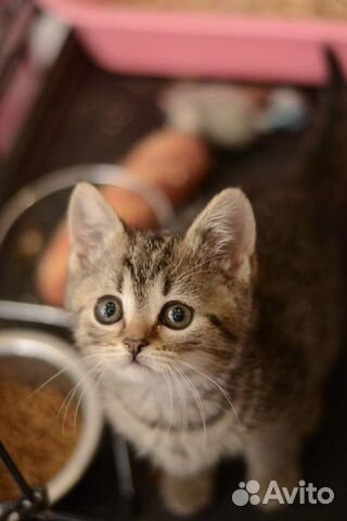 Котенок девочка 2 мес