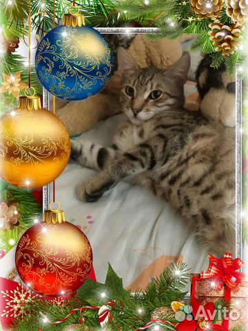 Ласковый лапульчик красотульчик 5 мес ищет дом