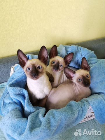 Котята корниш-рекс