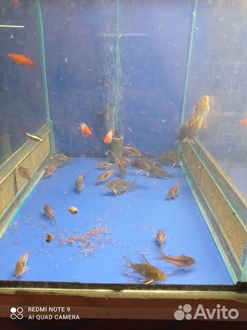 Коридорасы, Штербы,Золотистые сомики,производители