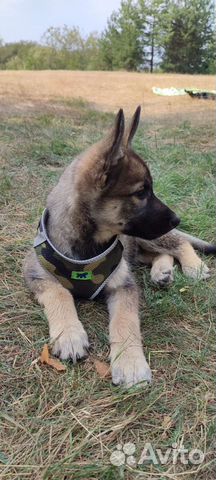 Метис хаски