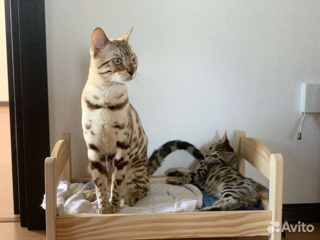 Бенгальские котята