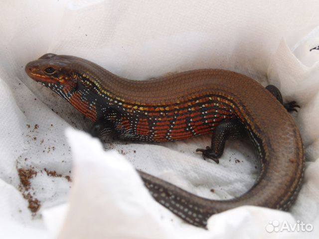 Огненный сцинк