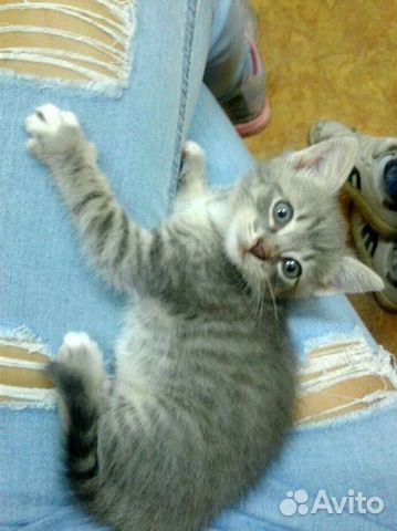 Серенький котенок ищет дом,мальчик,1 мес