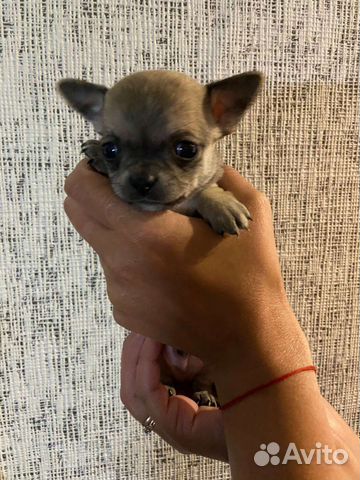 Щенки чихуахуа