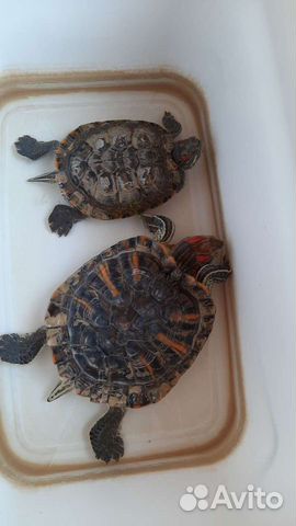 Черепахи мальчик и девочка